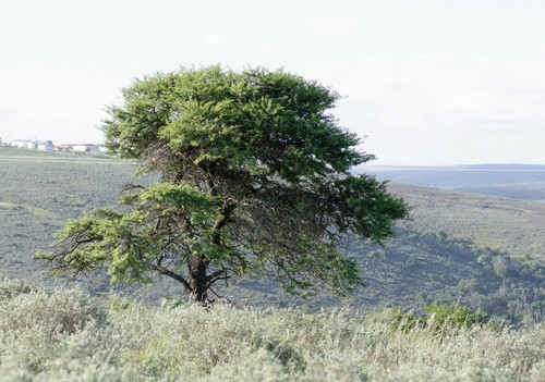 Trees of southern Africa · iNaturalist United Kingdom