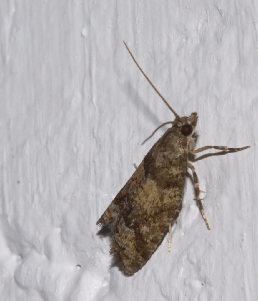 Red-striped Needleworm Moth from Le Rocher-Percé, QC, Canada on ...