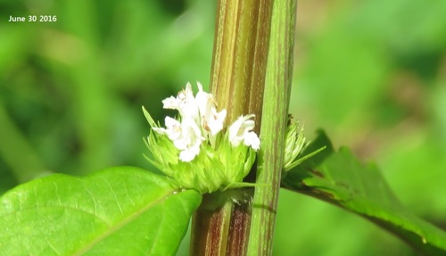 Lycopus lucidus · iNaturalist