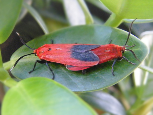 Genus Phauda · iNaturalist