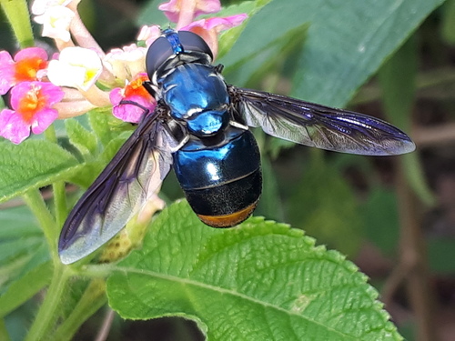 Genus Axona · iNaturalist