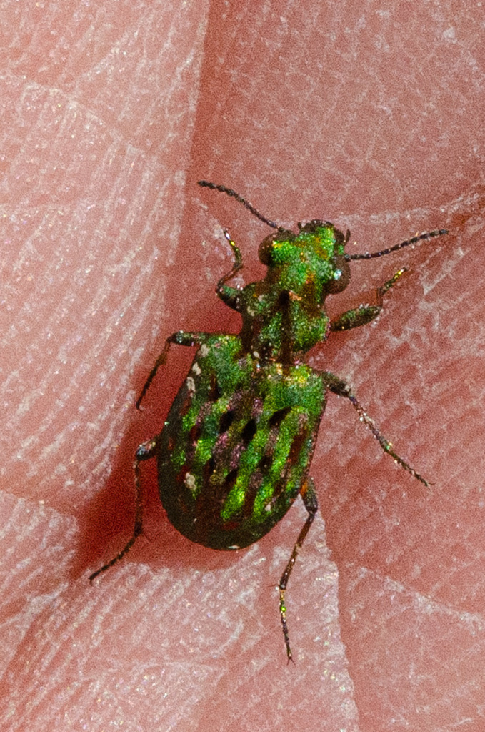 Delta Green Ground Beetle in April 2019 by Charlie Russell · iNaturalist