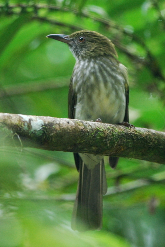 Streaked Bulbul (Birds of Thailand) · iNaturalist