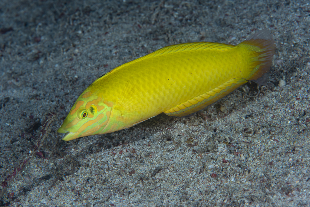Canary Wrasse (Field guide to the marine species of the SS Yongala ...