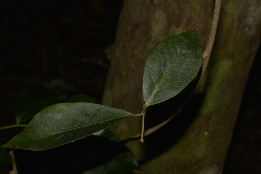Embelia from Korora NSW 2450, Australia on January 19, 2021 at 12:00 PM ...