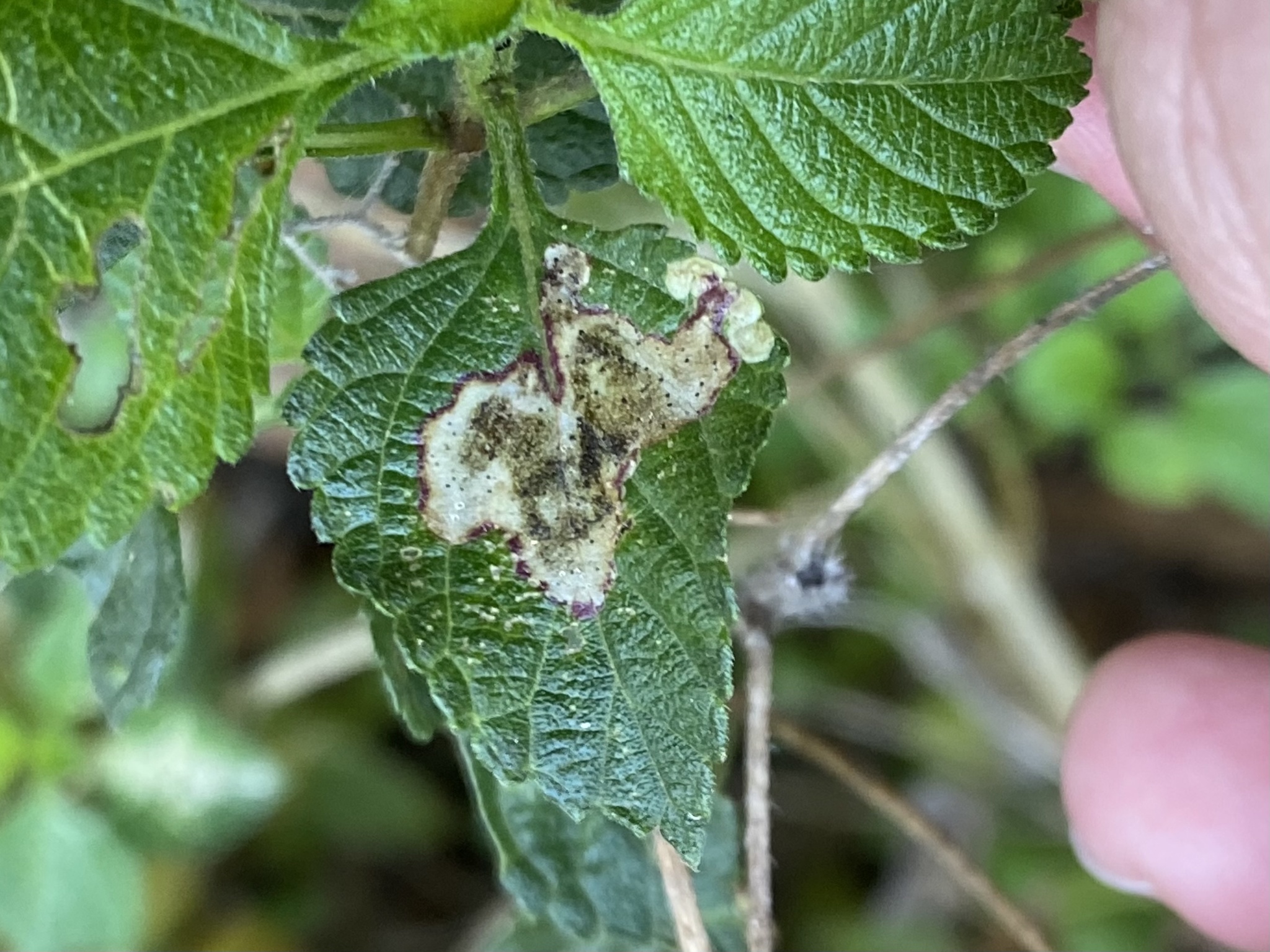 Calycomyza lantanae (Frick, 1956)