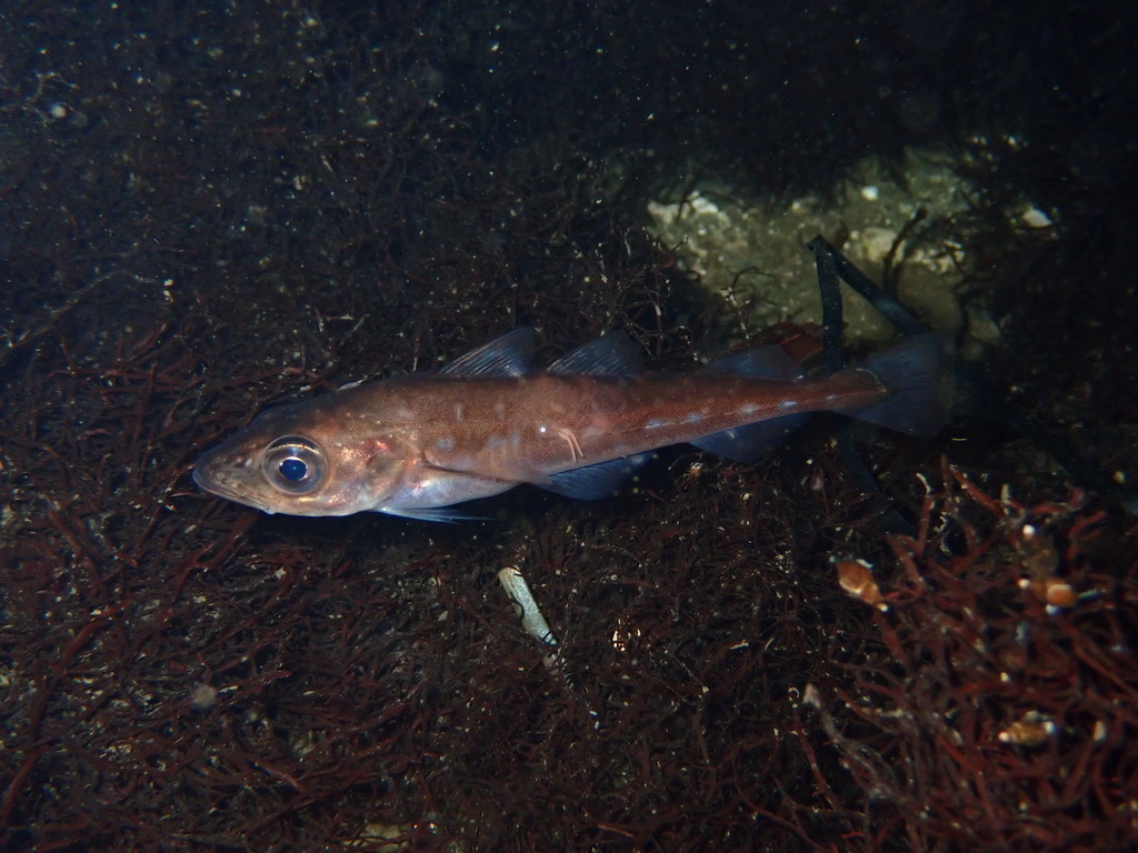 Pacific Cod (Gadus macrocephalus) - Marine Life Identification