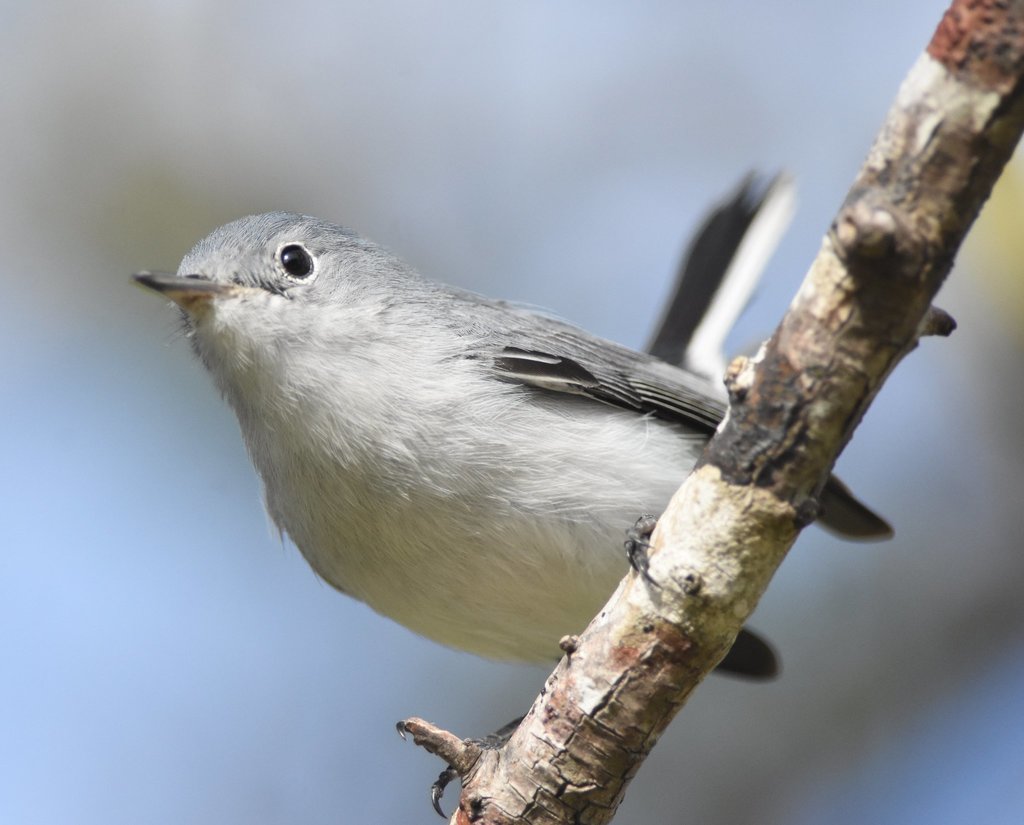 Blue-gray Gnatcatcher from Tamiami, FL, USA on January 18, 2021 at 10: ...