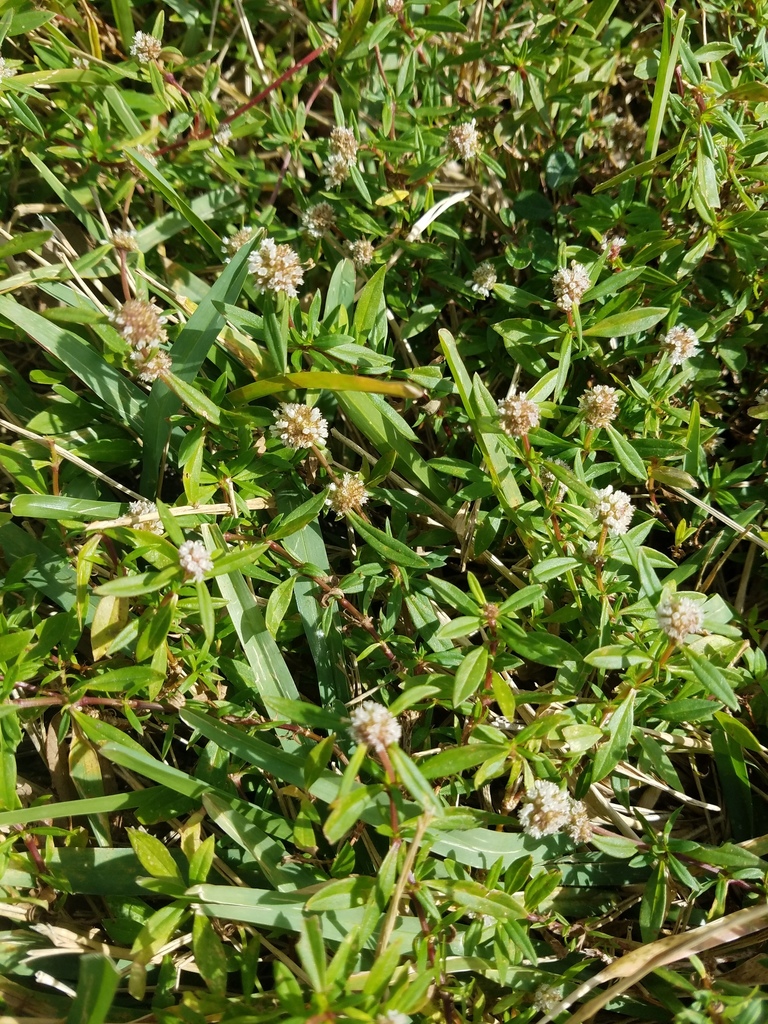 shrubby false buttonweed from Miami-Dade, Florida, United States on ...
