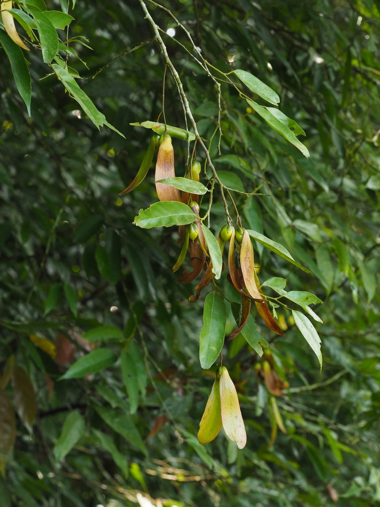 (Hopea chinensis) - Botanical Realm
