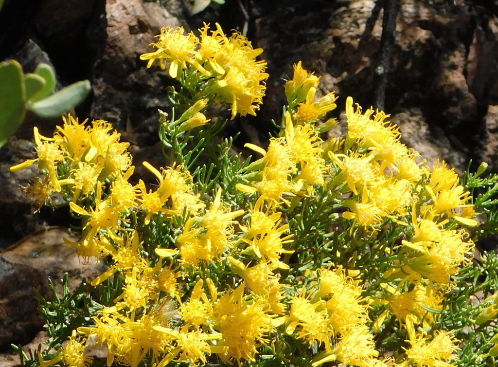 turpentine bush from Arch Canyon, Organ Pipe Cactus National Monument ...