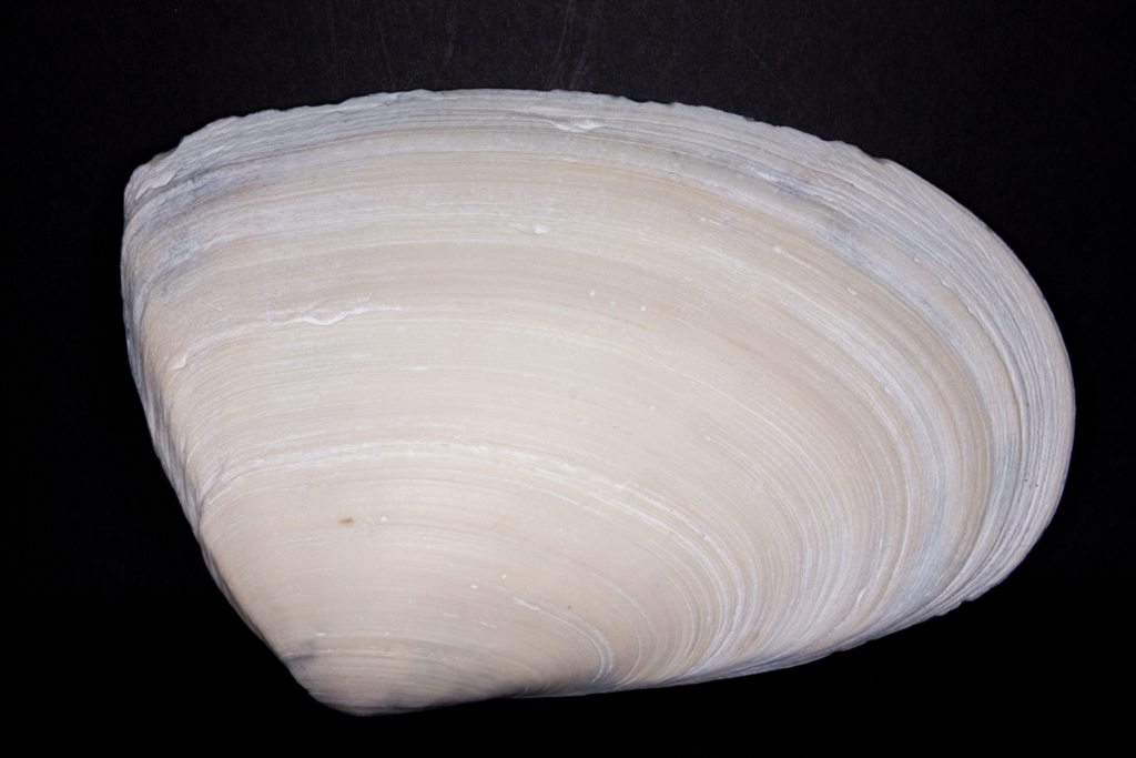 Paphies ventricosa from Bowentown, New Zealand on January 01, 2021 at ...