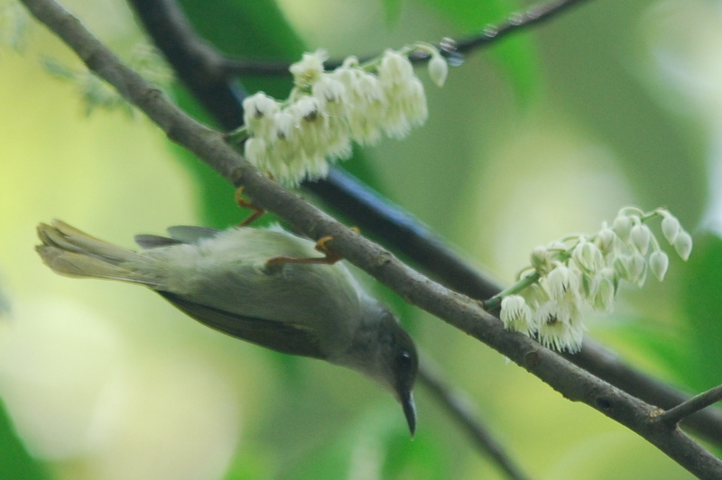 Plain Sunbird (Birds of Singapore) · iNaturalist