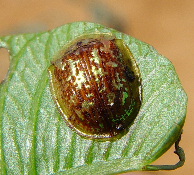 Aspidimorpha from Cape Range National Park WA 6707, Australia on April ...