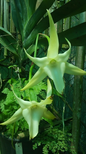 Variety Angraecum sesquipedale sesquipedale · iNaturalist