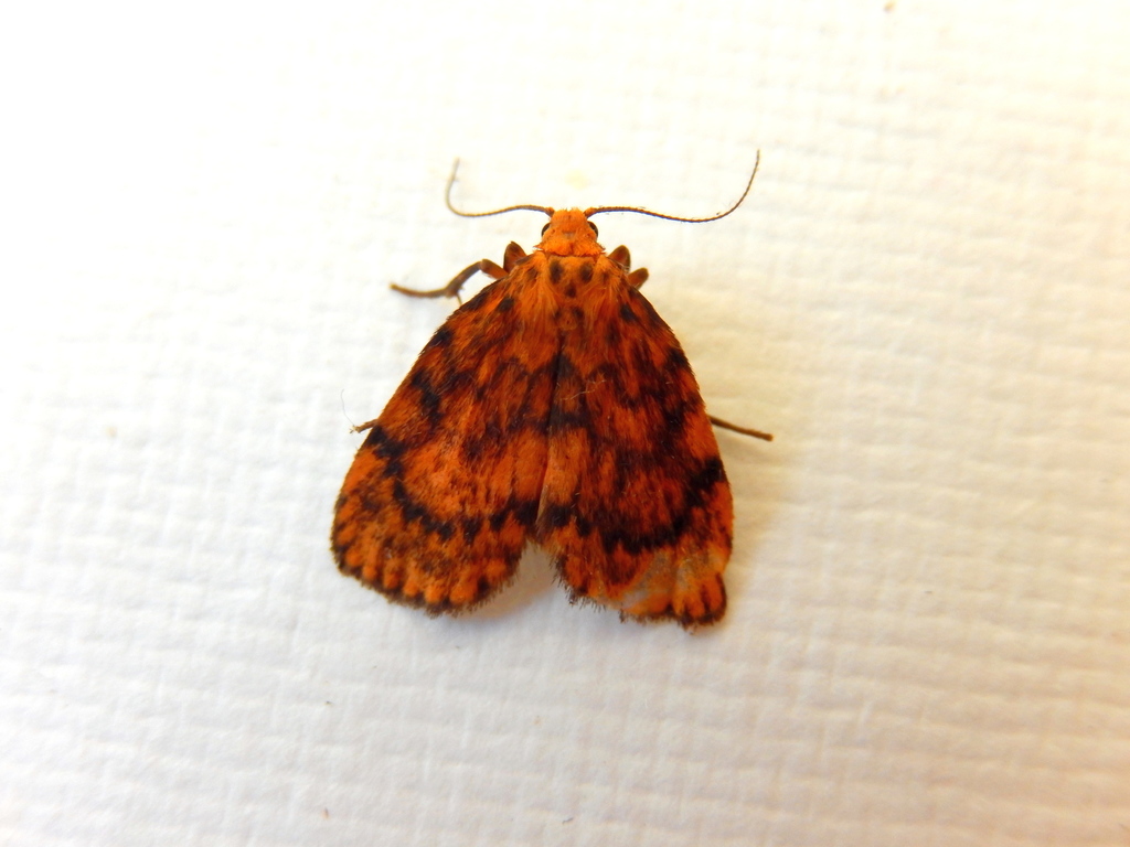 Cyme structa from Sydney NSW, Australia on January 18, 2021 at 12:00 PM by Jack Crosbie ...