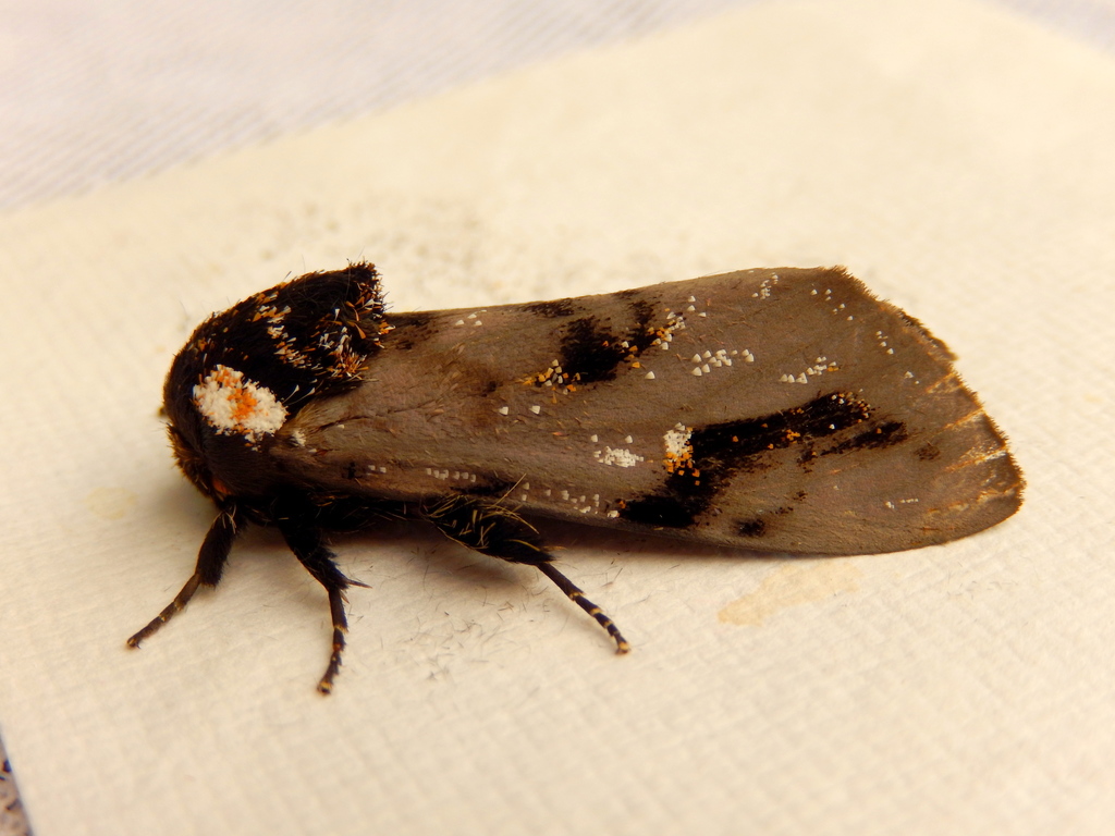 Banksia Moth from Sydney NSW, Australia on January 18, 2021 at 09:58 AM ...