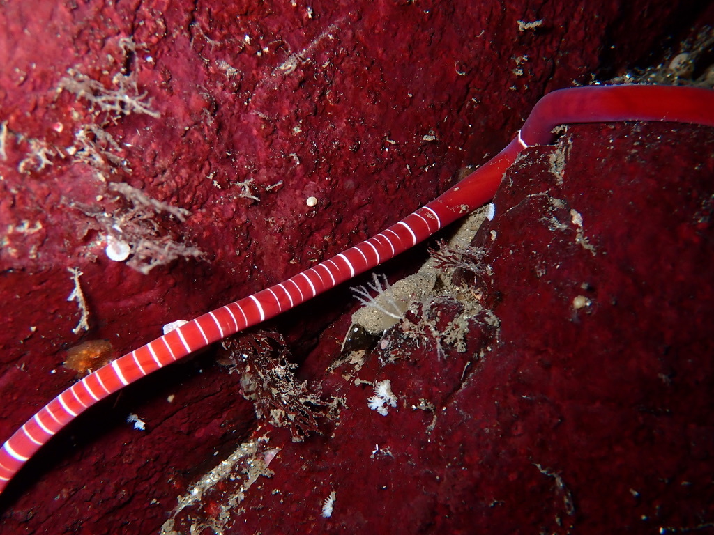 Tubulanus Renier, 1804