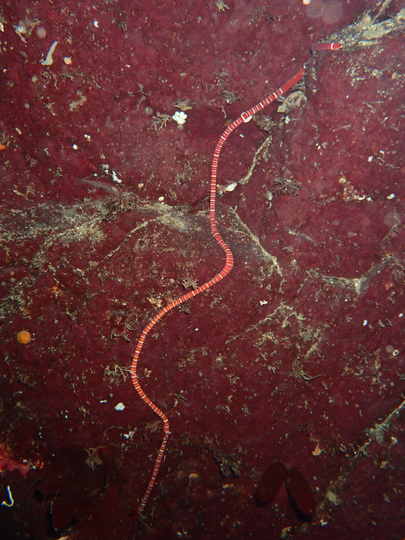 Tubulanus Renier, 1804