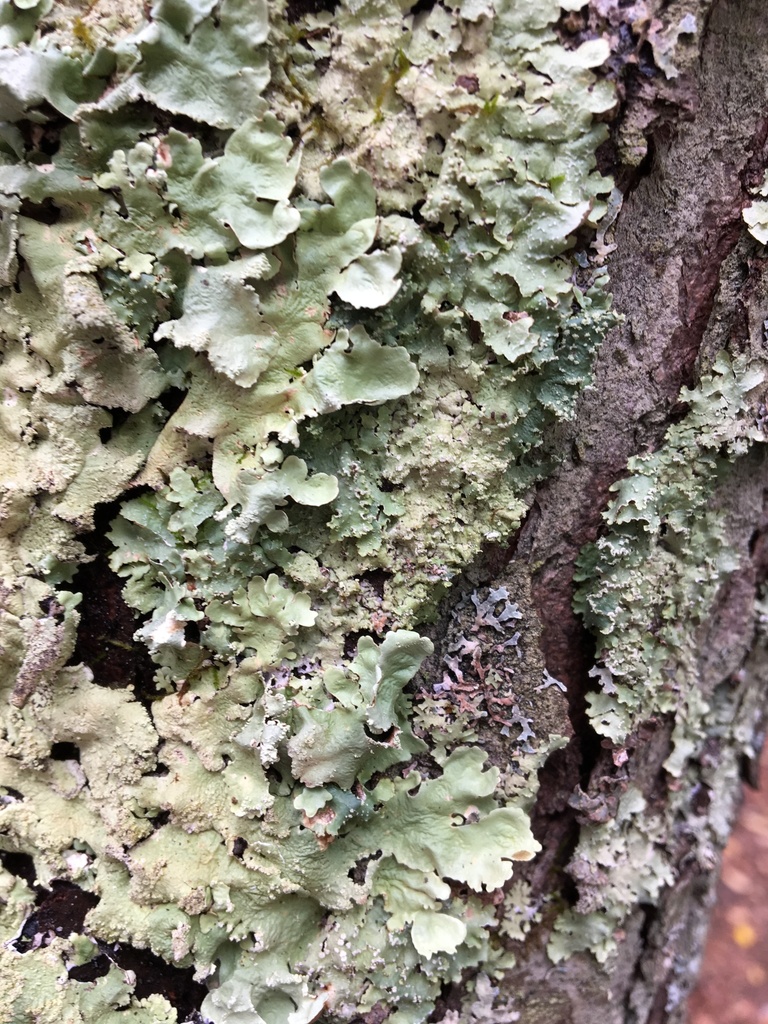Moondust Speckled Lichen from 799 Pinkerton Run Rd, Oakdale, PA 15071 ...