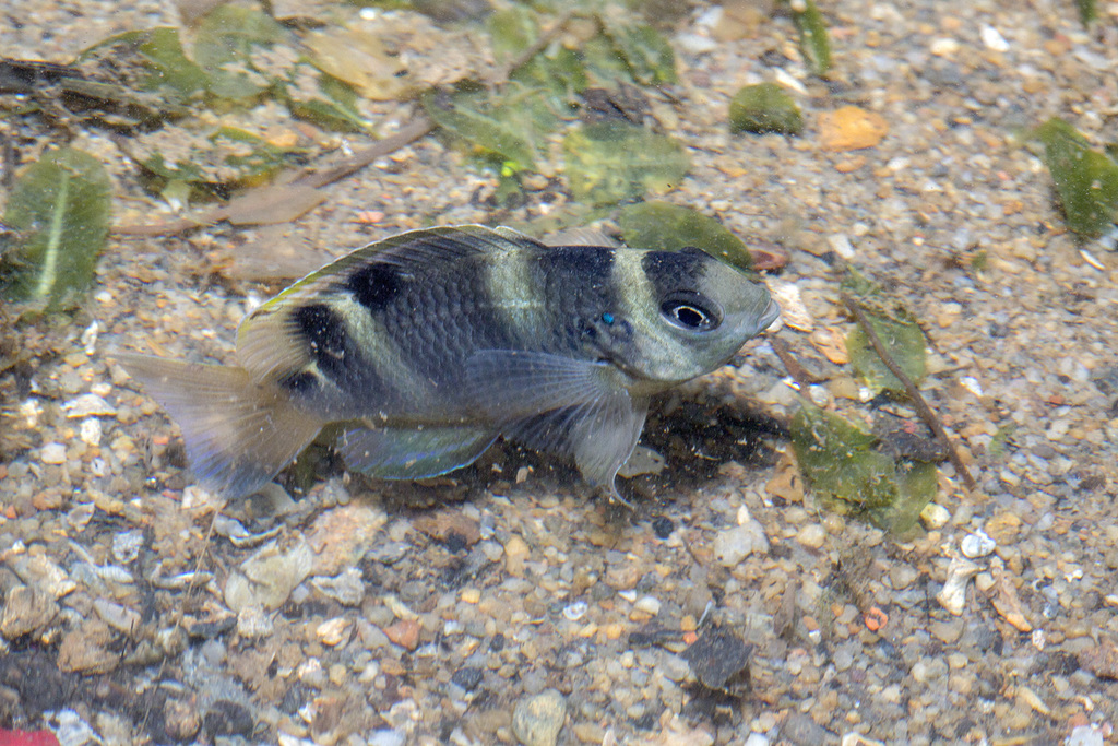 Banded Damselfish (Dischistodus fasciatus) - Marine Life Identification
