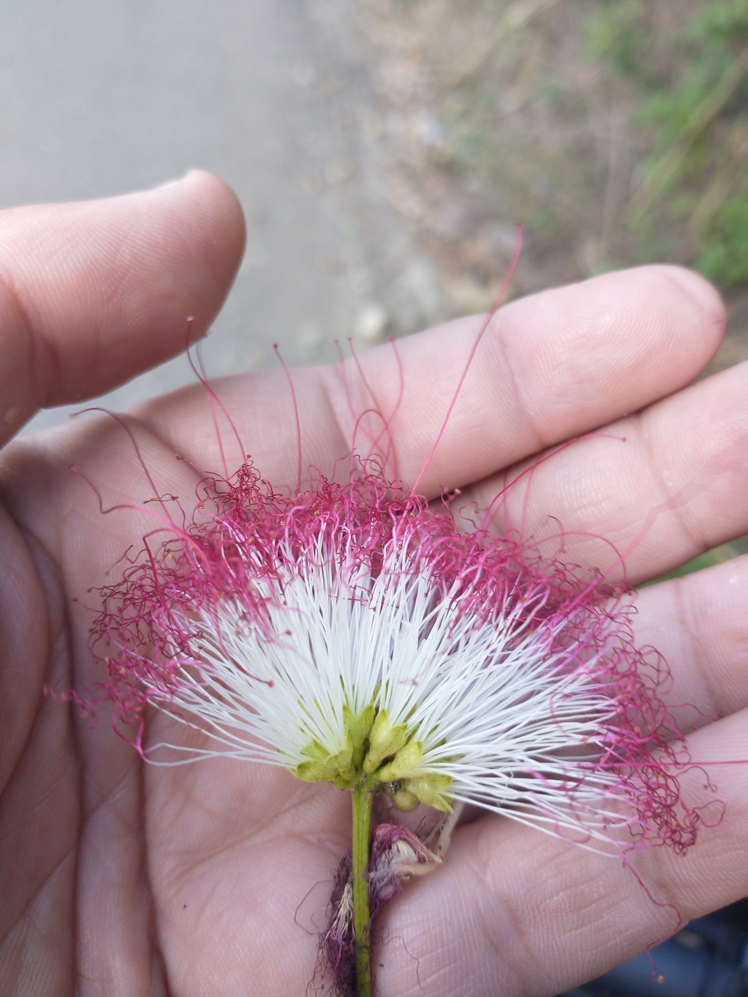Calliandra pittieri Standl.