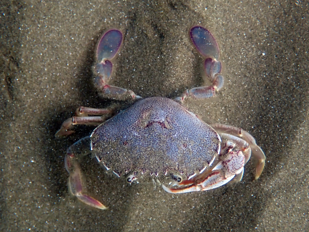 New Zealand Common Swimming Crab from Wellington, New Zealand on ...