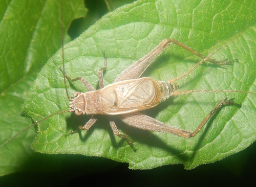 Myara warratinna · iNaturalist Mexico