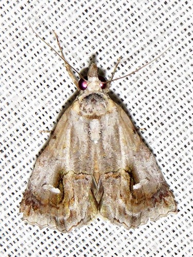 Genus Proluta · iNaturalist