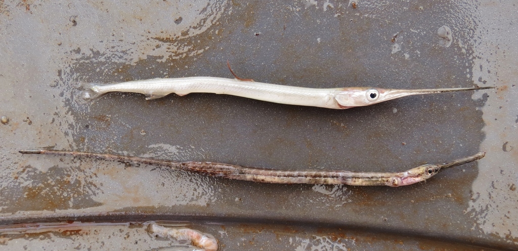Short-tailed Pipefish (Microphis brachyurus) - Marine Life Identification