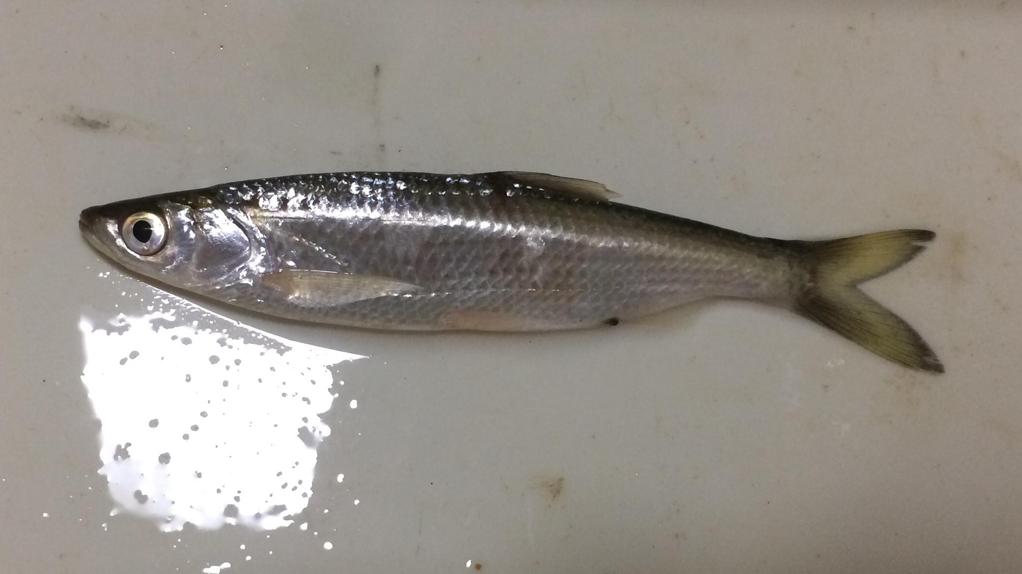 Hemiculter leucisculus (Basilewsky, 1855)