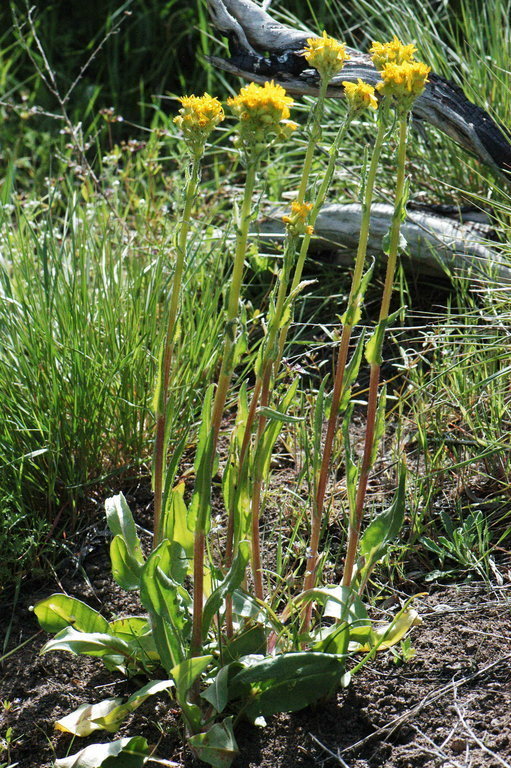 Tall western groundsel (Plants of Lone Mesa State Park) · iNaturalist
