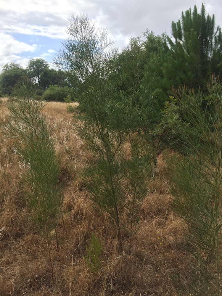 Acacia adunca A.Cunn. ex G.Don