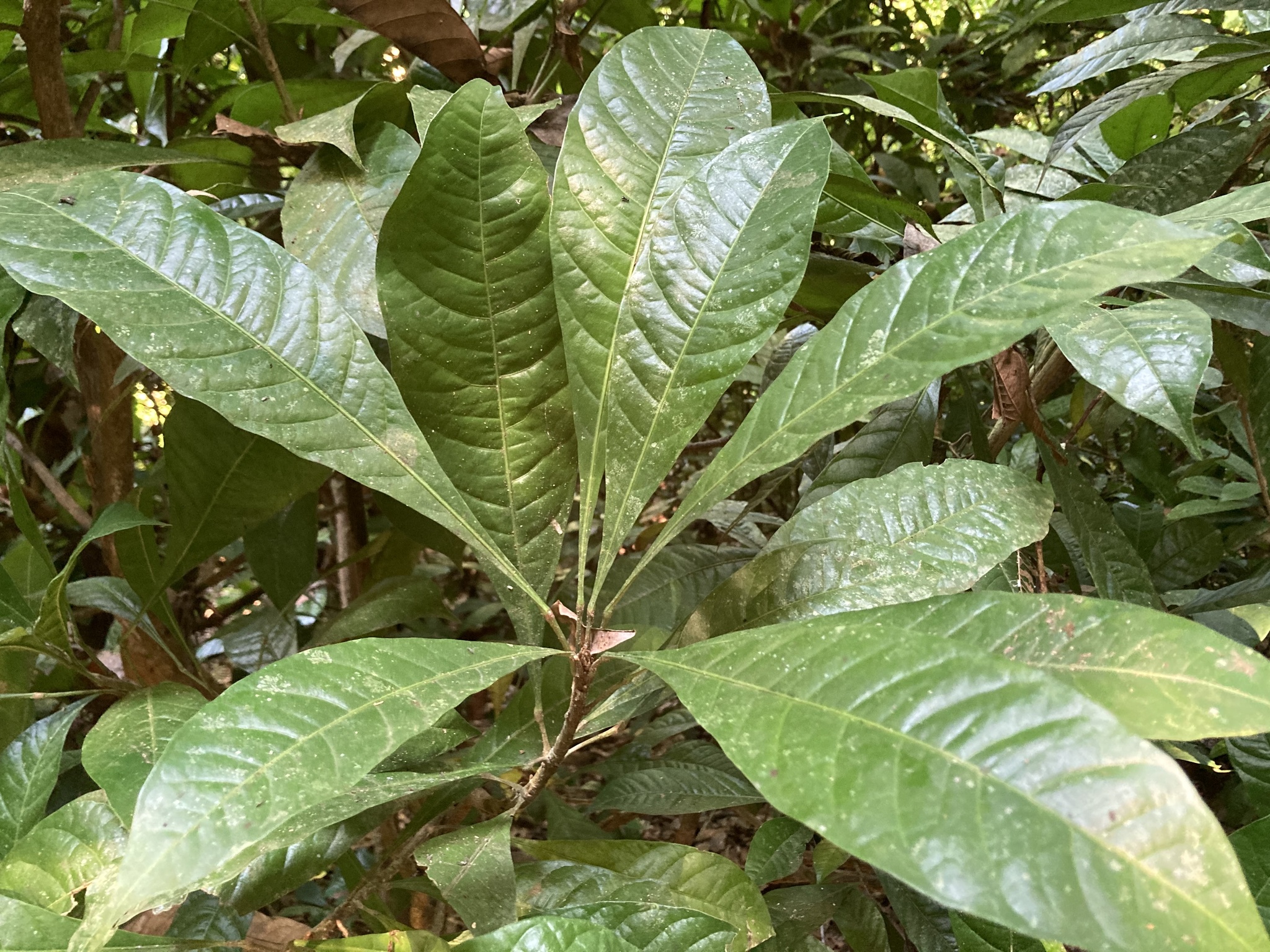 Erythrochiton gymnanthus Kallunki