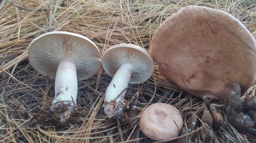 Lactarius imperceptus · iNaturalist