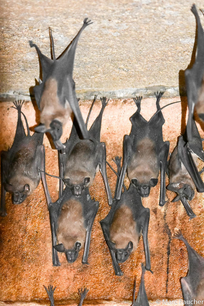 Greater Mouse-tailed Bat (Rhinopoma microphyllum) - Know Your Mammals