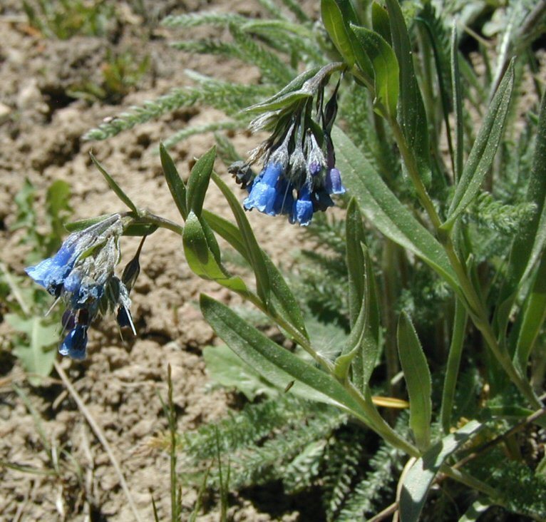 Prairie Bluebells (Plants of Arkansas Headwaters Recreation Area ...