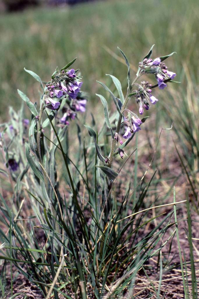 Prairie Bluebells (Plants of Arkansas Headwaters Recreation Area ...
