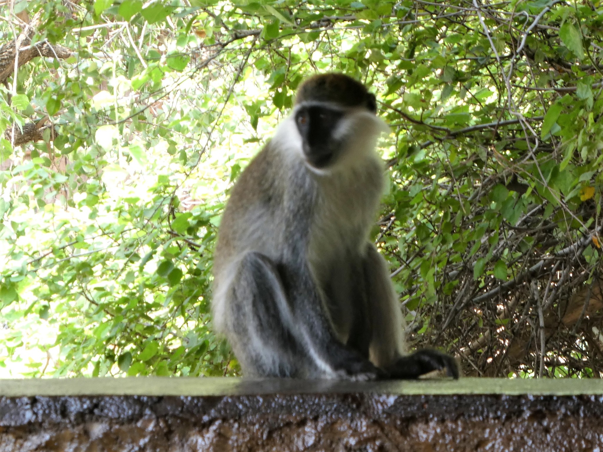 Chlorocebus aethiops (Linnaeus, 1758)