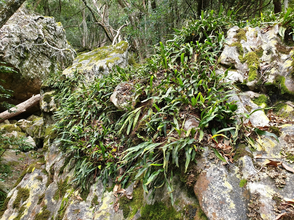 Bigfruit Scaly Polypody from Contour Path Picnic Area (Carousel ...