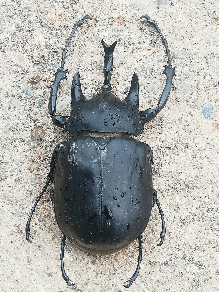 Actaeon Beetle (Coleoptera of Loreto, Peru) · iNaturalist