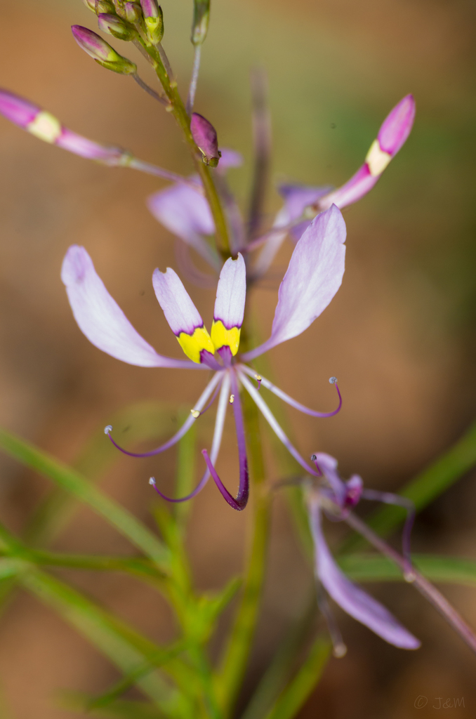 Spotted Cleome (Cleome maculata) - Botanical Realm