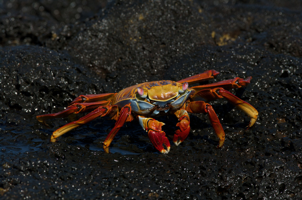Sally Lightfoot Crab (Puerto Rico) · iNaturalist