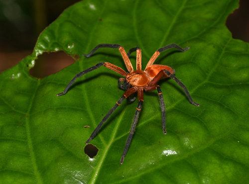 Genus Sadala · iNaturalist United Kingdom