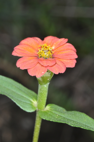 Gallito de monte (Zinnia peruviana)