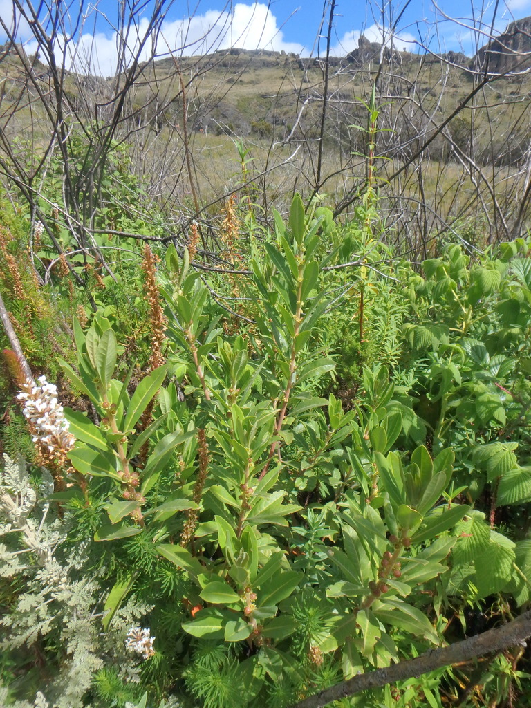 Large Lightning Bush (Clutia abyssinica) - Botanical Realm