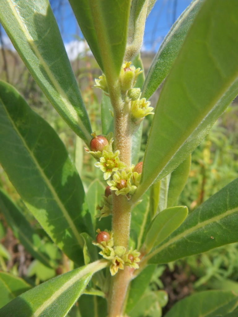 Large Lightning Bush (Clutia abyssinica) - Botanical Realm