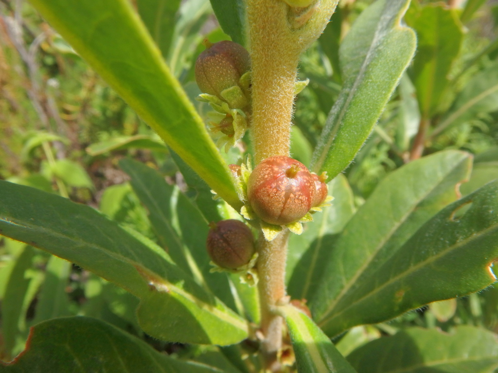 Cluts (Clutia) - Botanical Realm