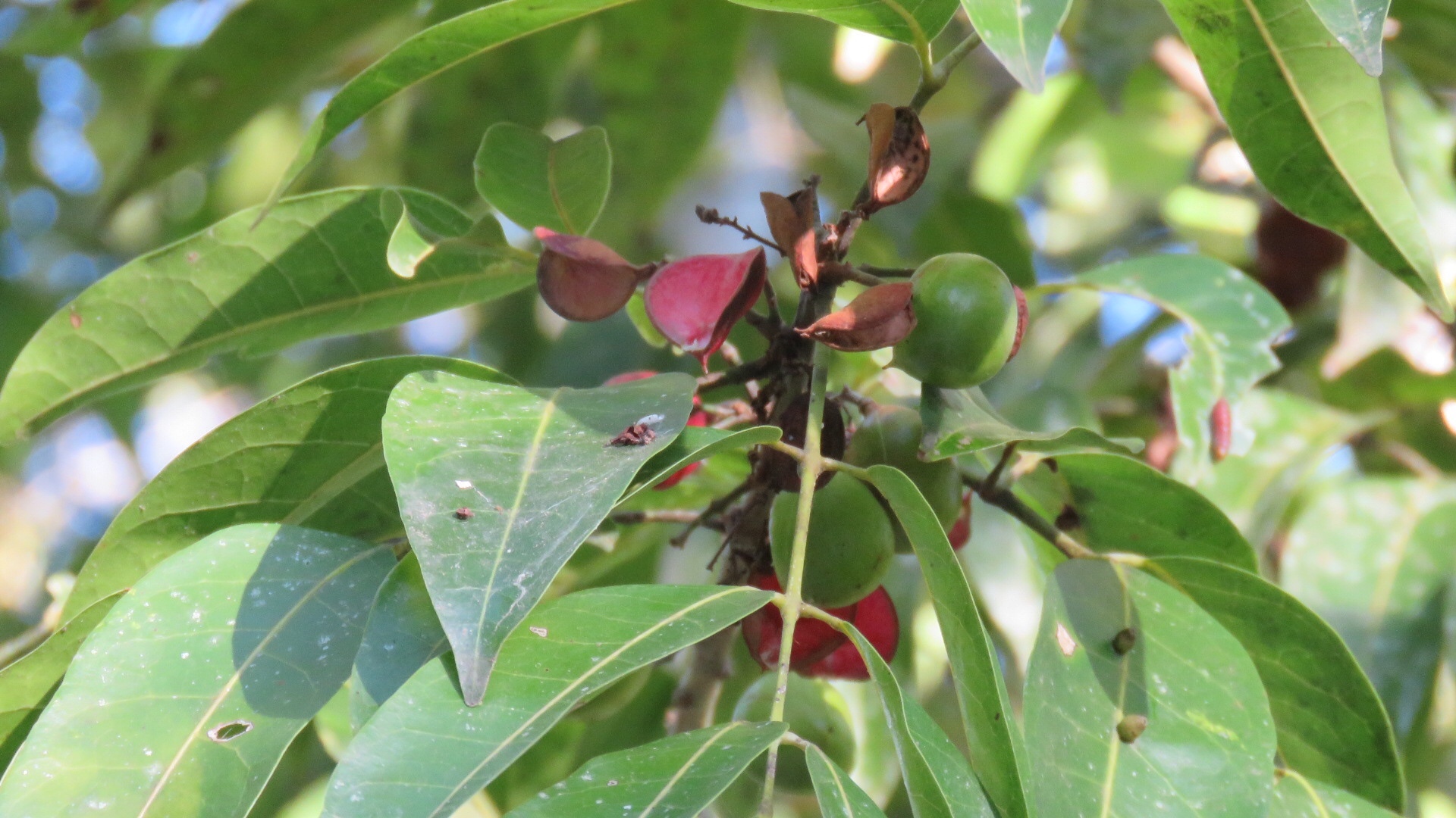 Protium heptaphyllum (Aubl.) Marchand