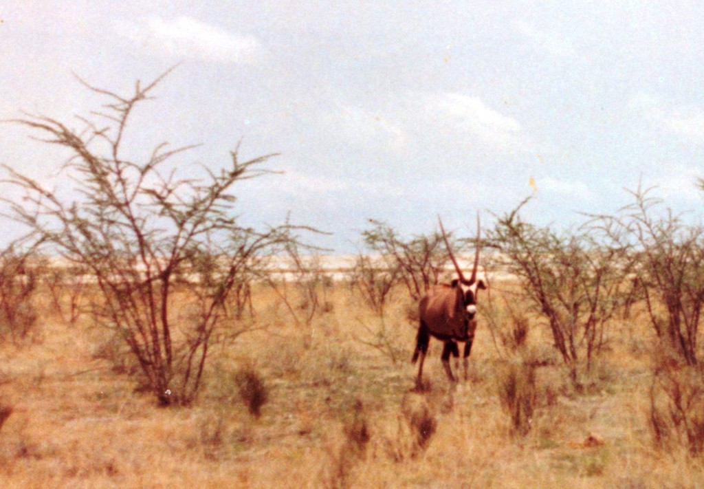 Gemsbok from Etosha NP - general on December 29, 1997 by Matthew Bokach ...